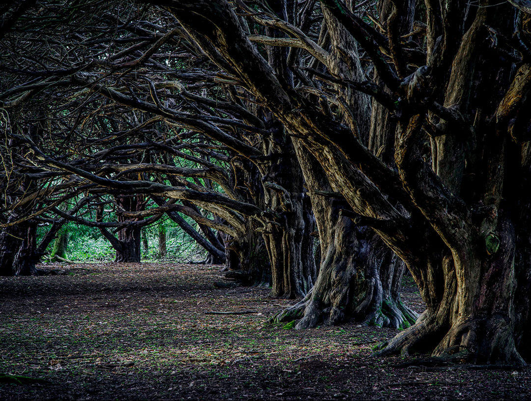 Ancient Yew Woodland/Trees (Great Yews) limited edition print by Charl ...