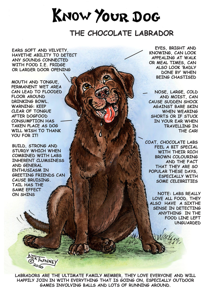 Chocolate Labrador Dog Greeting Card by Dick Twinney – CountrysideGreetings