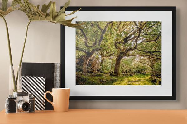 Tŷ Canol Wood near Pentre Ifan – Original Signed Ancient Oak Tree & Wo ...