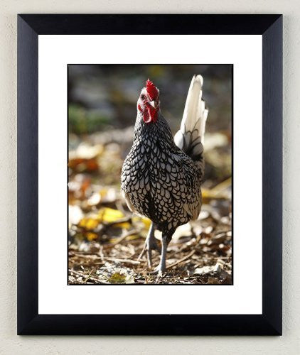 Chicken limited edition print. Silver Sebright by Charles Sainsbury-Pl ...