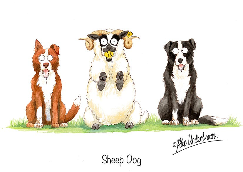 Sheep Dog greeting card "Sheep Dog" by Alex Underdown ...