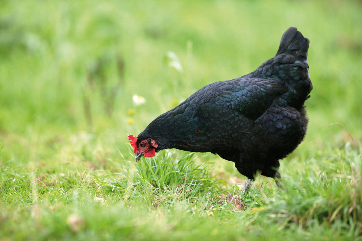 Chicken greeting card. Black Rock hen by Charles Sainsbury-Plaice ...