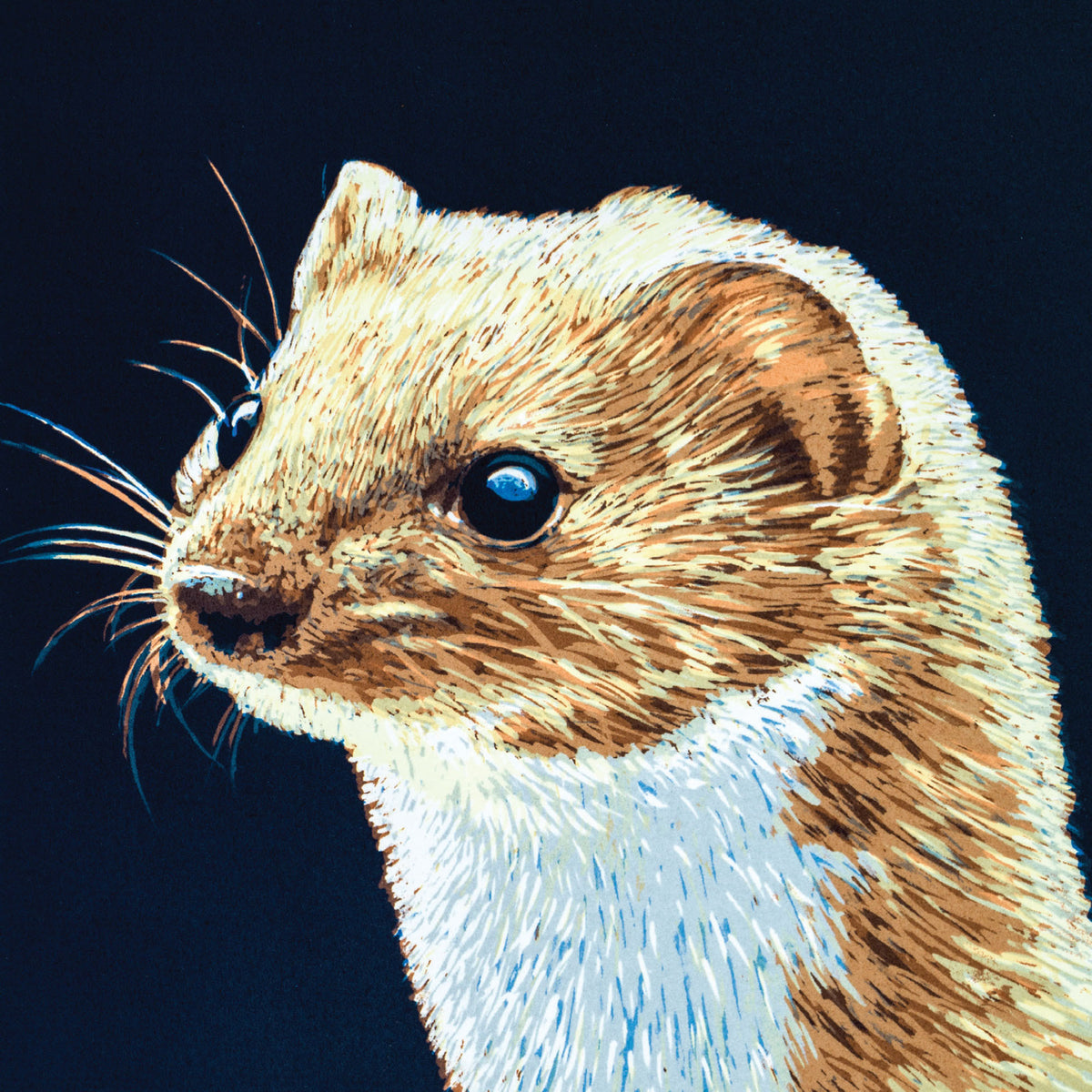 Weasel wildlife greeting card by Colin Blanchard. – CountrysideGreetings