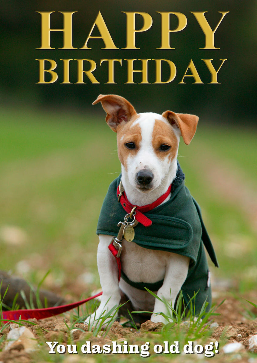 Jack Russell birthday card by Charles Sainsbury-Plaice ...