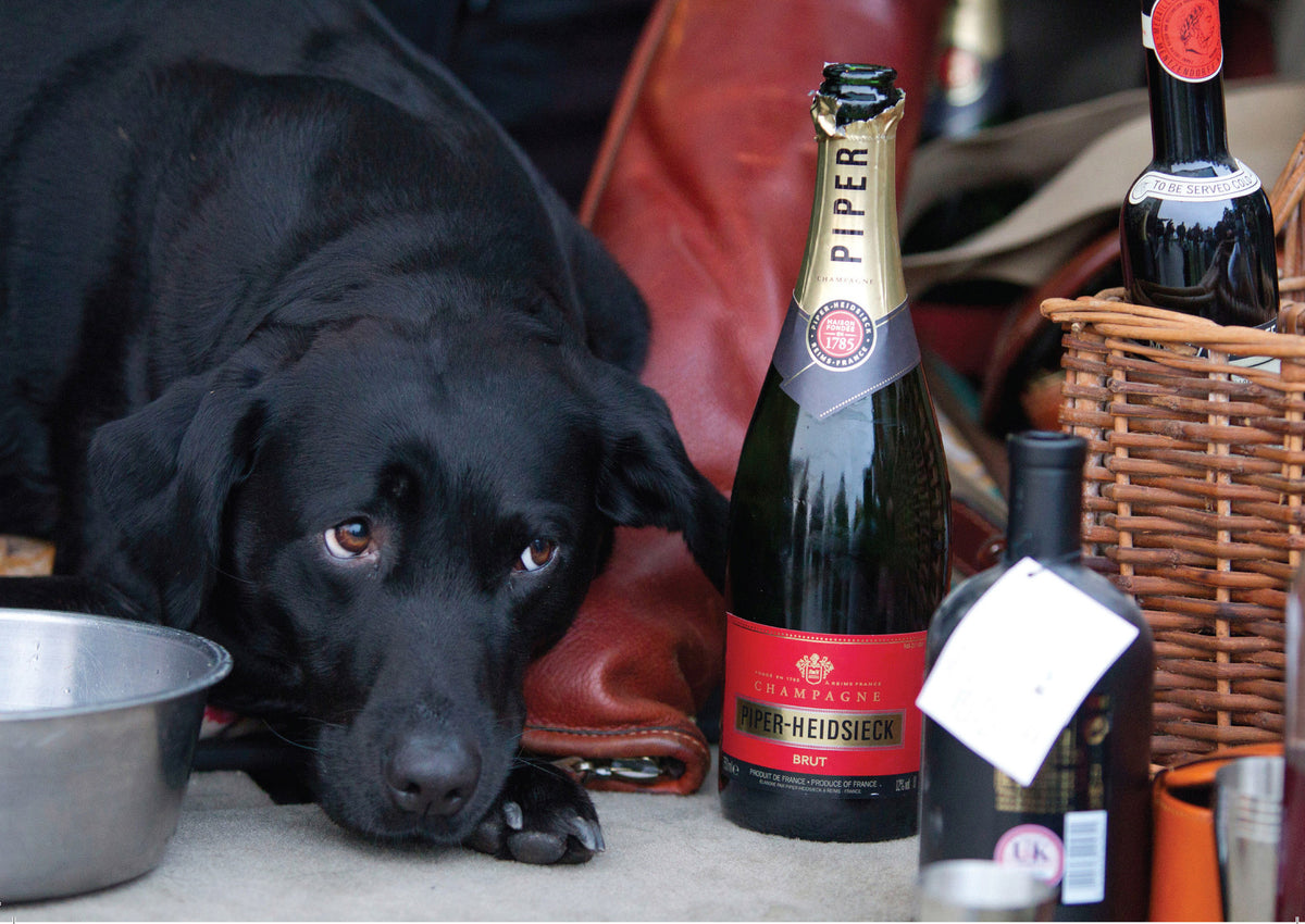 Labrador Dog Greeting Card. Beluga and Champagne – CountrysideGreetings