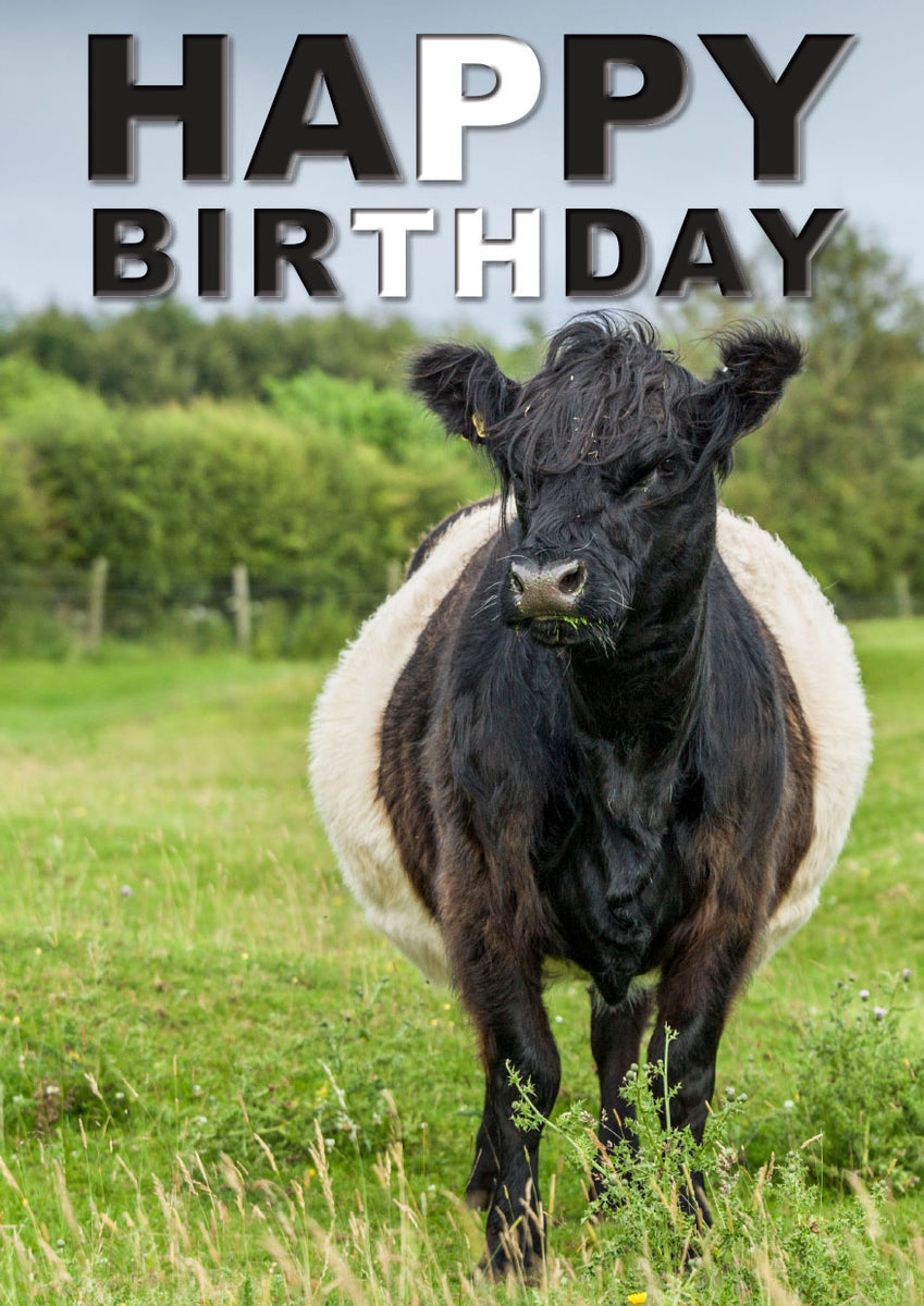 Longhorn Calf Birthday Card by Charles Sainsbury-Plaice ...